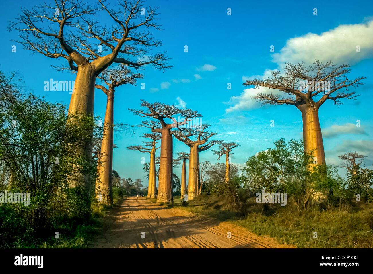 Extraordinary Avenue Of The Baobabs Madagascar Gallery
