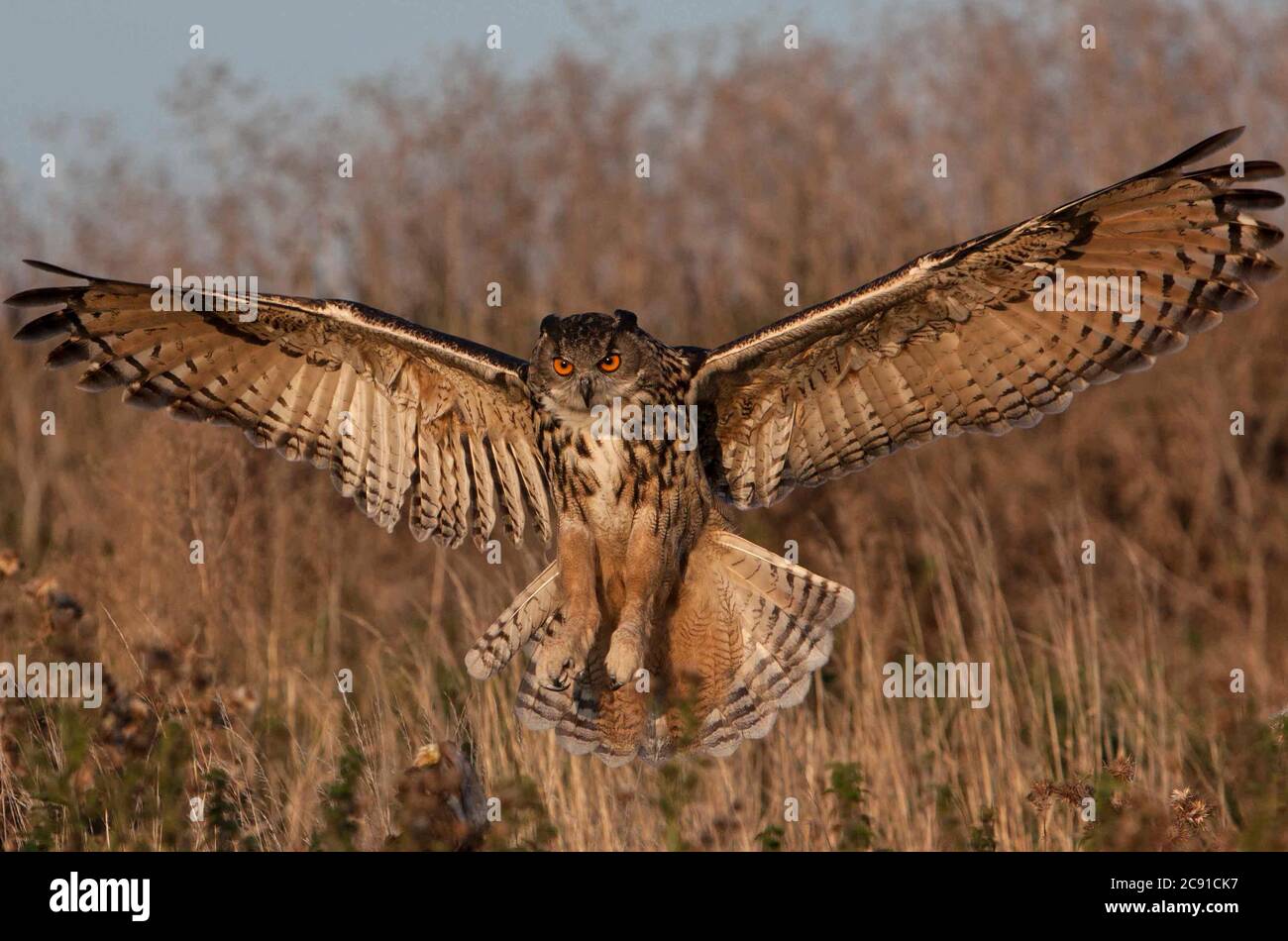 Has a 6 foot wing span hi-res stock photography and images - Alamy