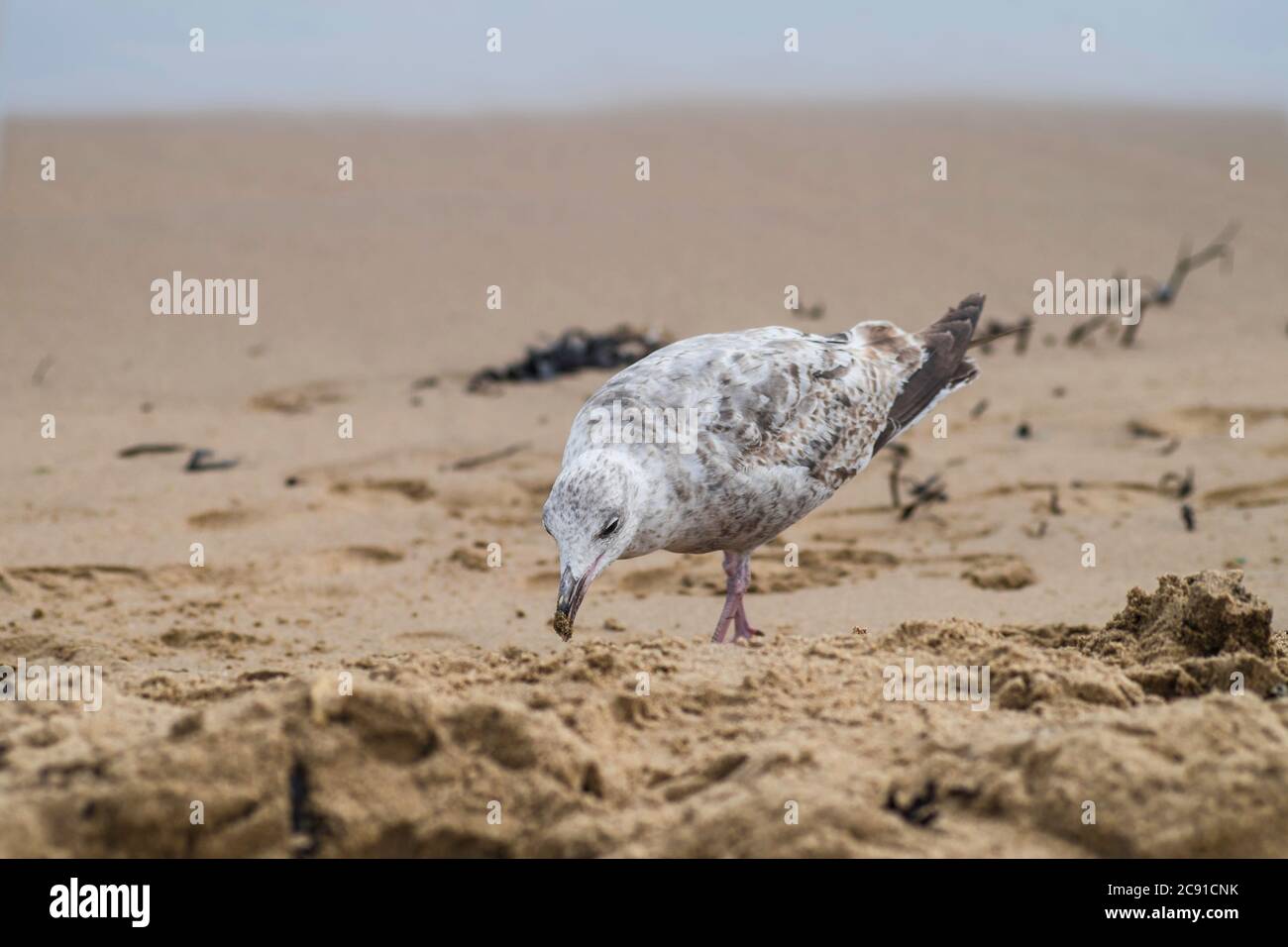 Seagull walking on beach close hi-res stock photography and images - Alamy