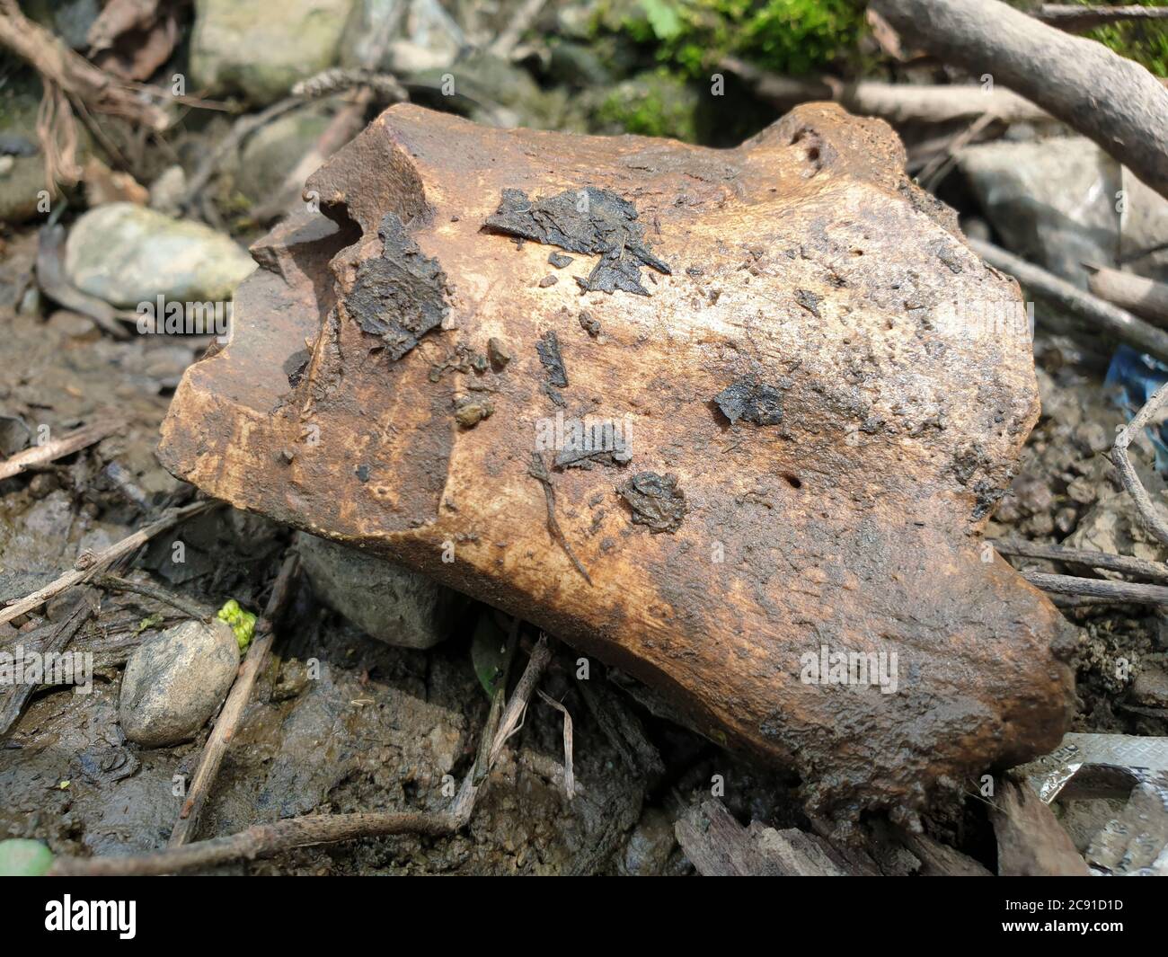 Bone of Animal Skulls Bones Real Buffalo for sale Real Animal Skull for ...