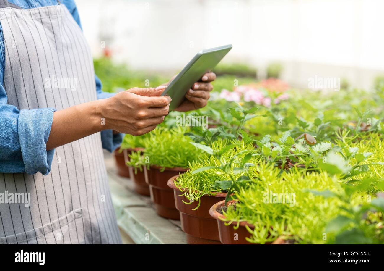 Control of humidity in greenhouse with smart technologies. African american girl in apron ...