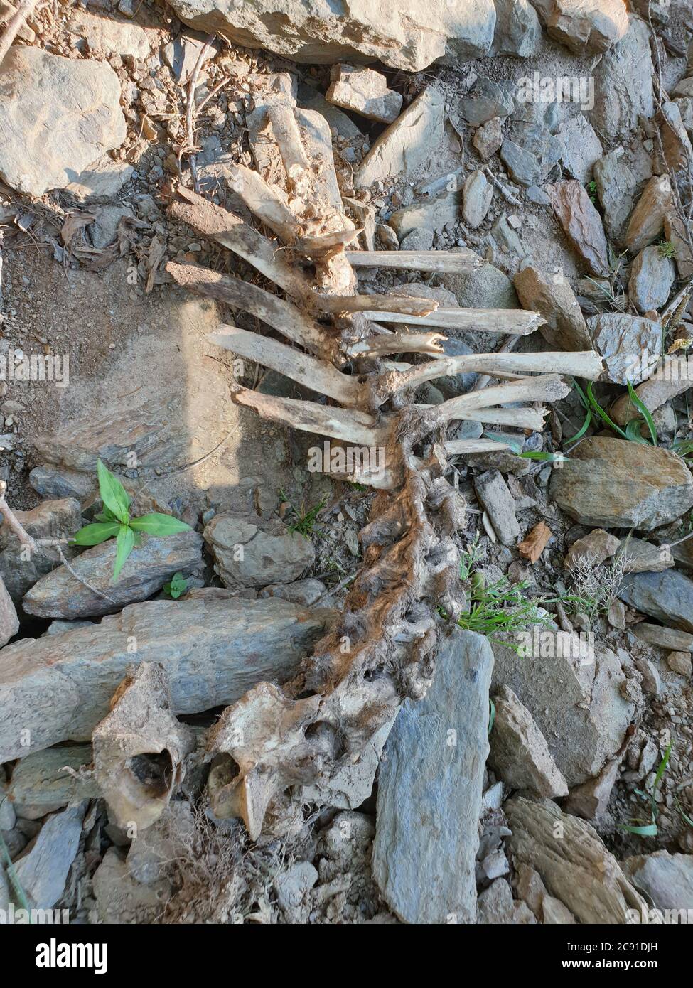 Bone of Animal Skulls Bones Real Buffalo for sale Real Animal Skull for ...