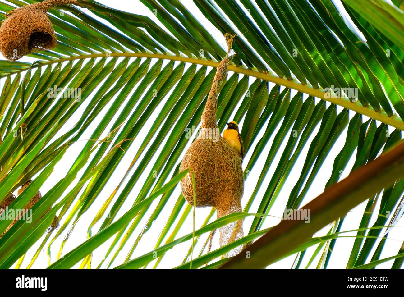 Coconut palm tree bird hi-res stock photography and images - Alamy
