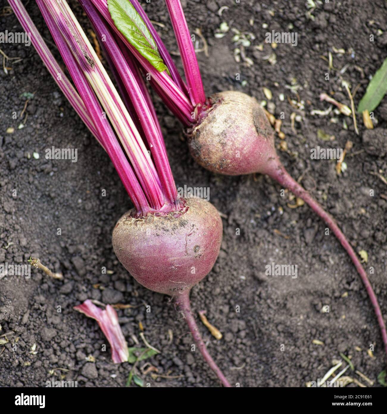 Beet root, soil hi-res stock photography and images - Alamy