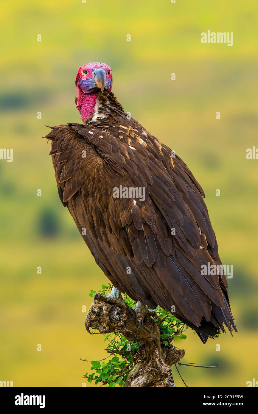 Beautiful Lappet faced Vulture perched Stock Photo - Alamy