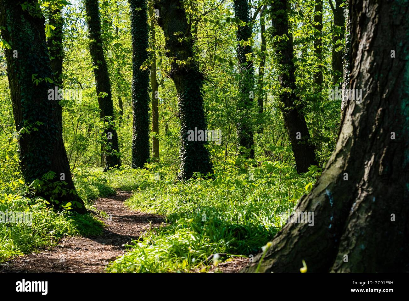 Fresh green in a forest, forest path in a forest, spring time Stock ...