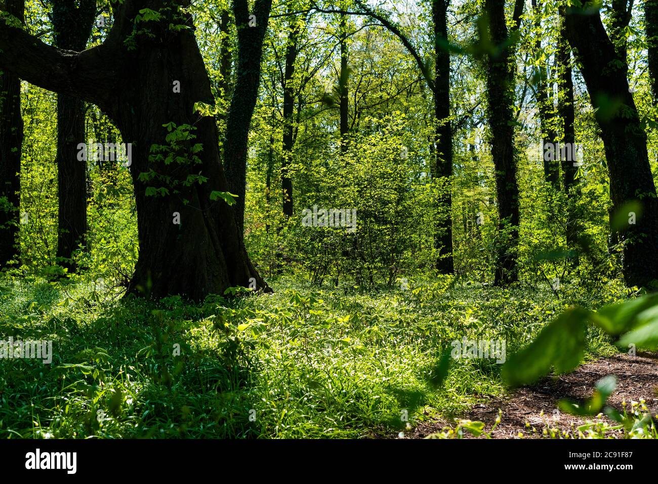 Fresh green in a forest, forest path in a forest, spring time Stock ...
