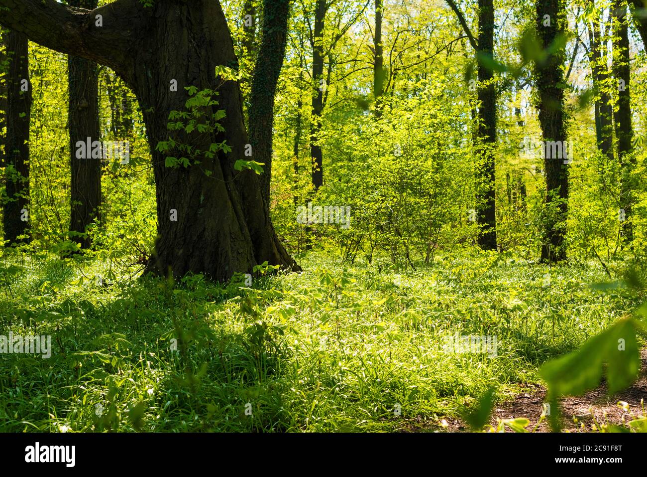 Fresh green in a forest, forest path in a forest, spring time Stock ...