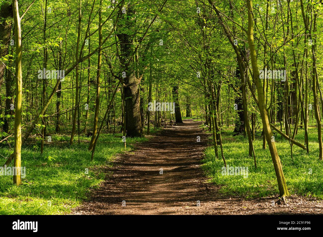 Fresh green in a forest, forest path in a forest, spring time Stock ...