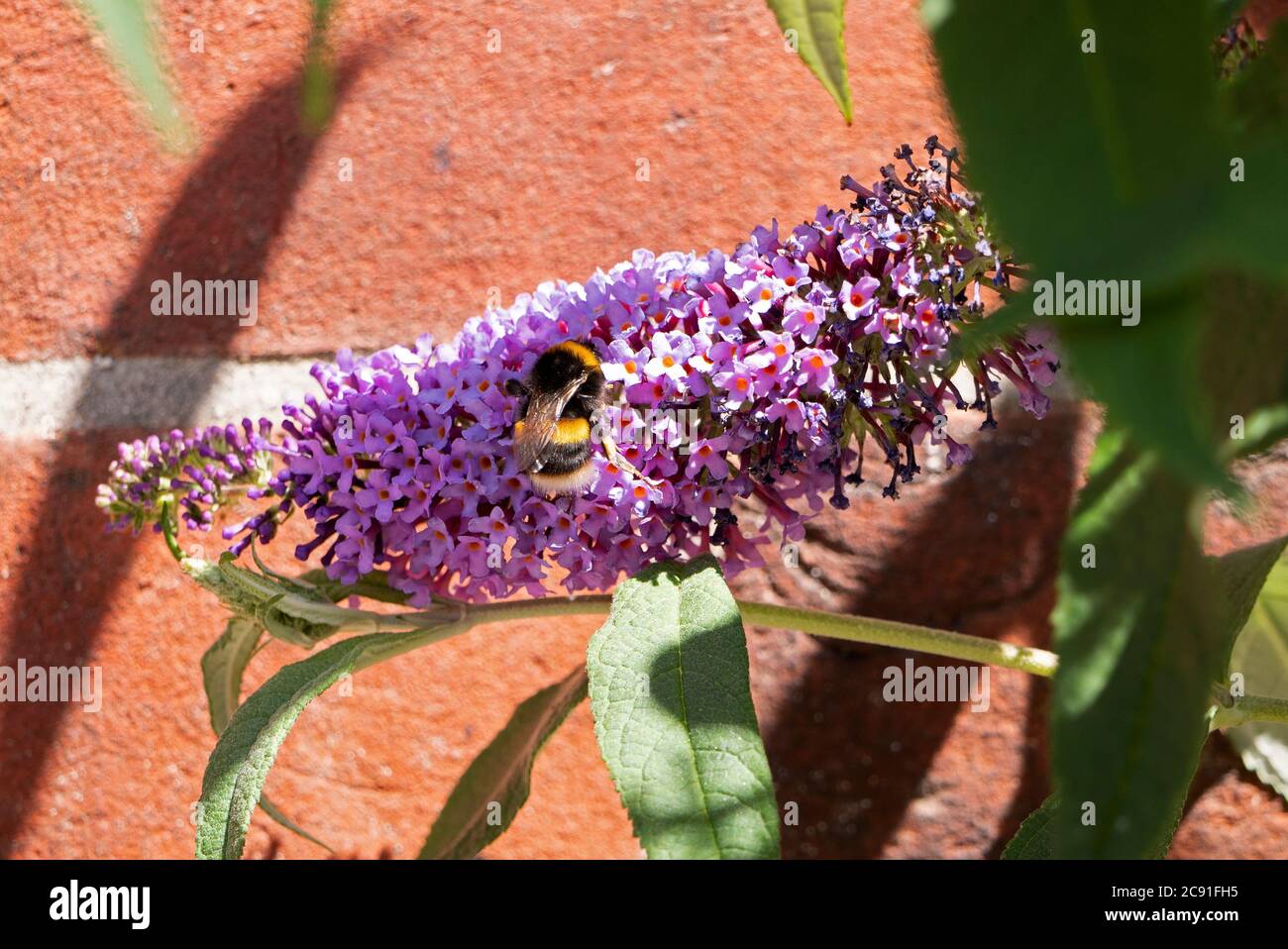 Bee buddleia hi-res stock photography and images - Alamy