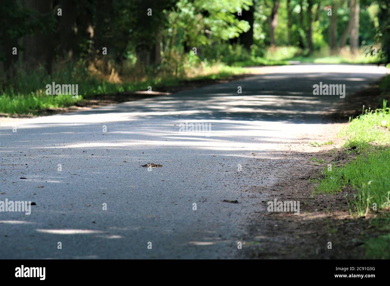 Concrete path with trees on the side of the road and shade Stock Photo ...