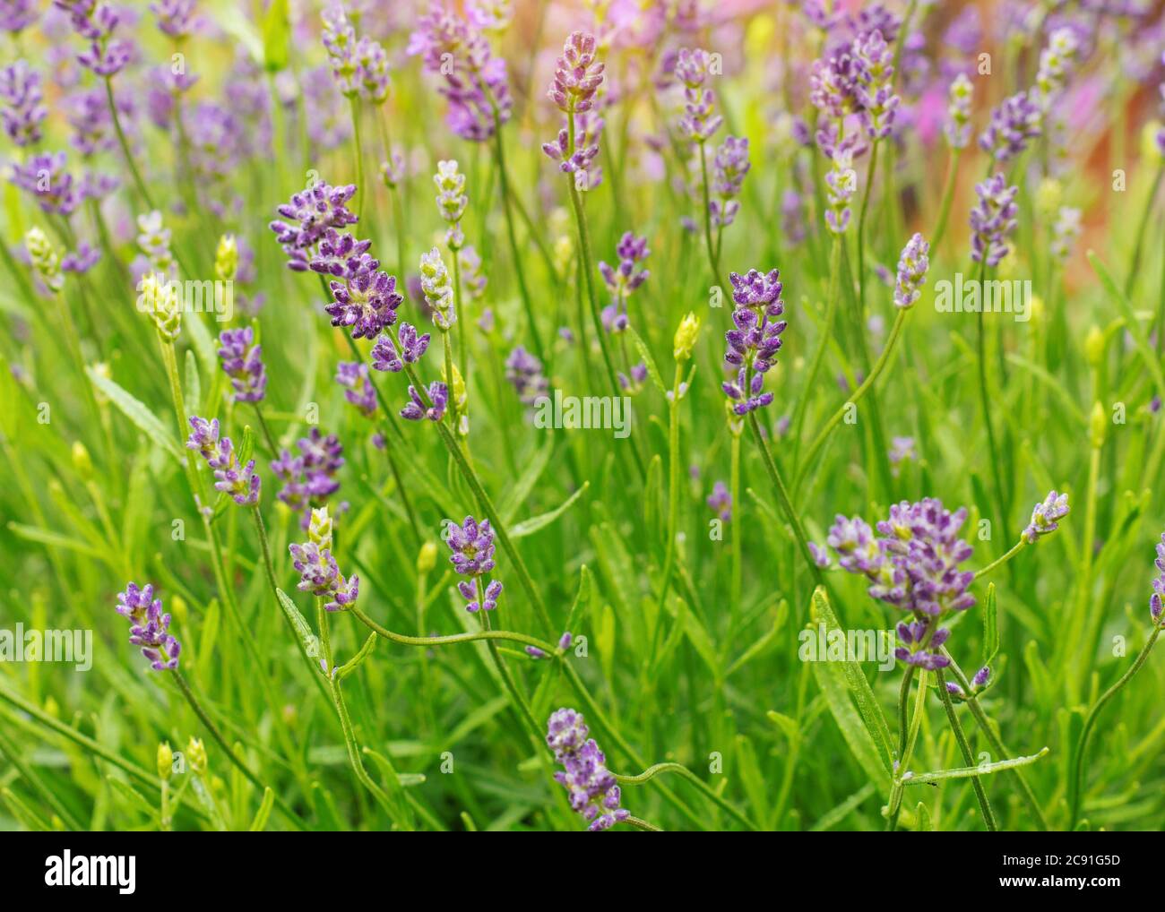 spring flowers of lavender in the grass Stock Photo - Alamy