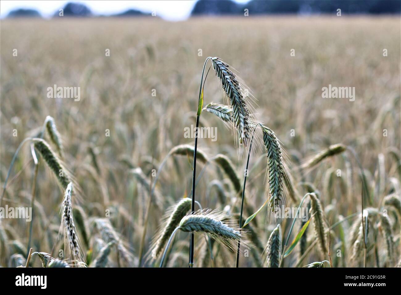 Ear of rye as a close-up in front of a grain field Stock Photo - Alamy