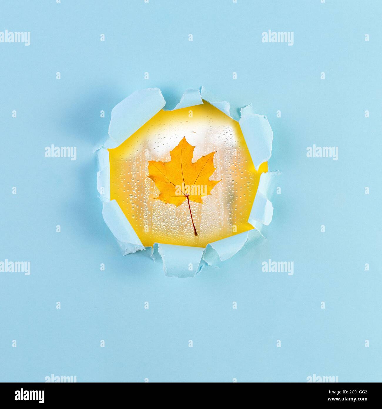 Autumn maple leaf against background of bursting torn paper hole ...