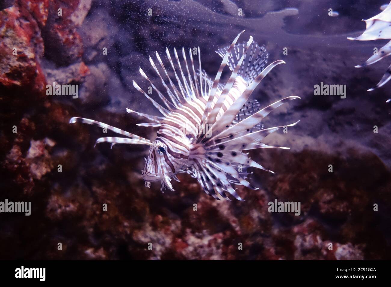 Red lionfish close-up view in the ocean Stock Photo - Alamy