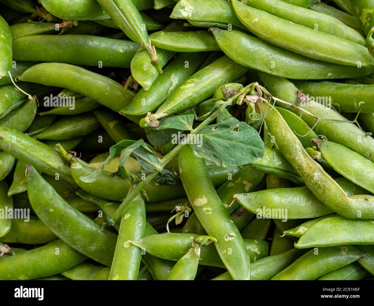 fresh green beans background texture Stock Photo - Alamy