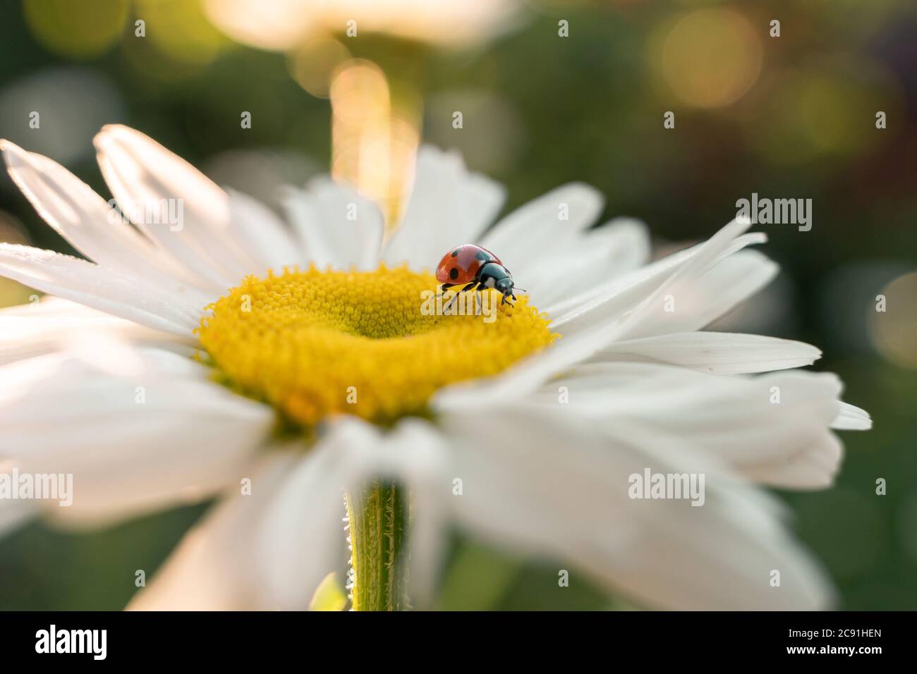 Ladybug on daisy Stock Photo - Alamy