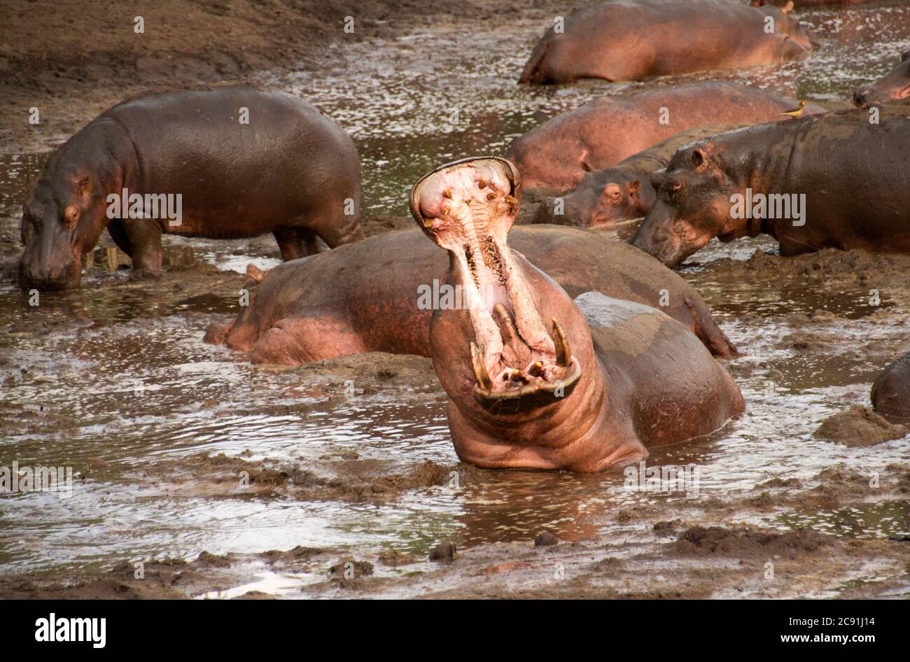 A territorial Hippo 'yawns' in a typical threat display. These ...