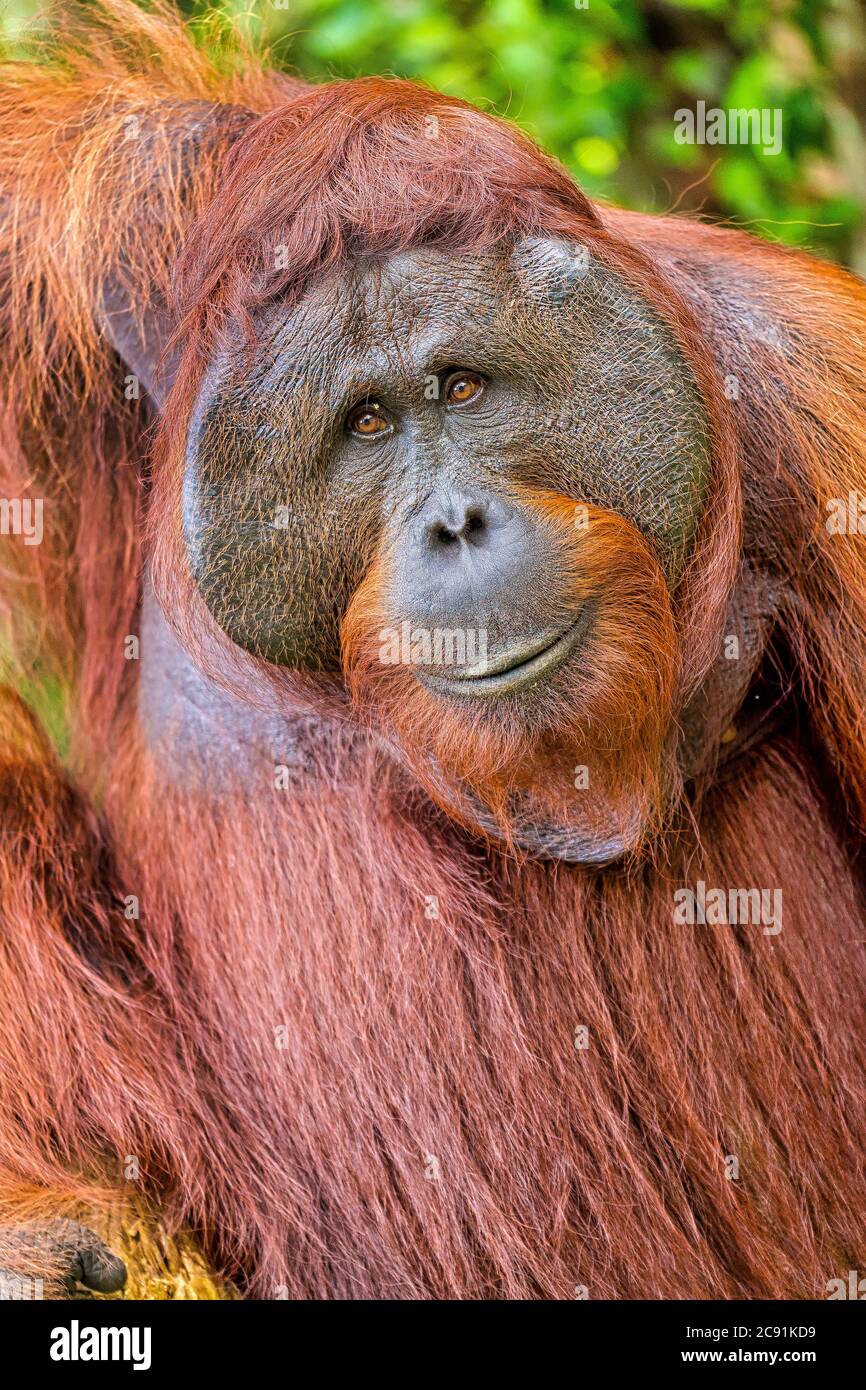 Orangutan,Tanjung Puting National Park, Indonesia Stock Photo - Alamy