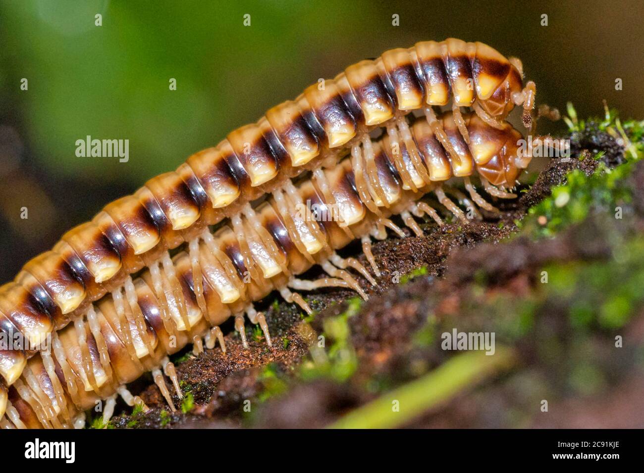 Millipede, Diplopoda, Tropical Rainforest, Marino Ballena National Park ...