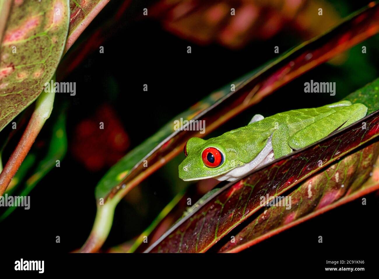 Red-eyed Tree Frog, Agalychnis callidryas, Tropical Rainforest ...