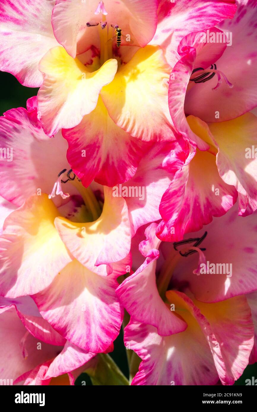 Priscilla hi-res stock photography and images - Alamy