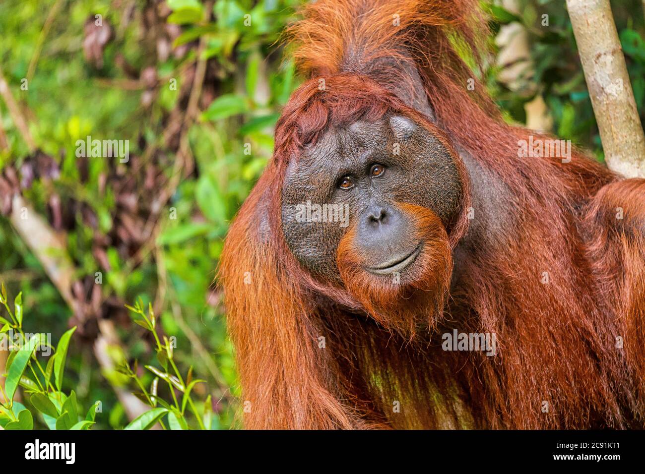Orangutan, Pongo pygmaeus, Tanjung Puting National Park, Borneo ...