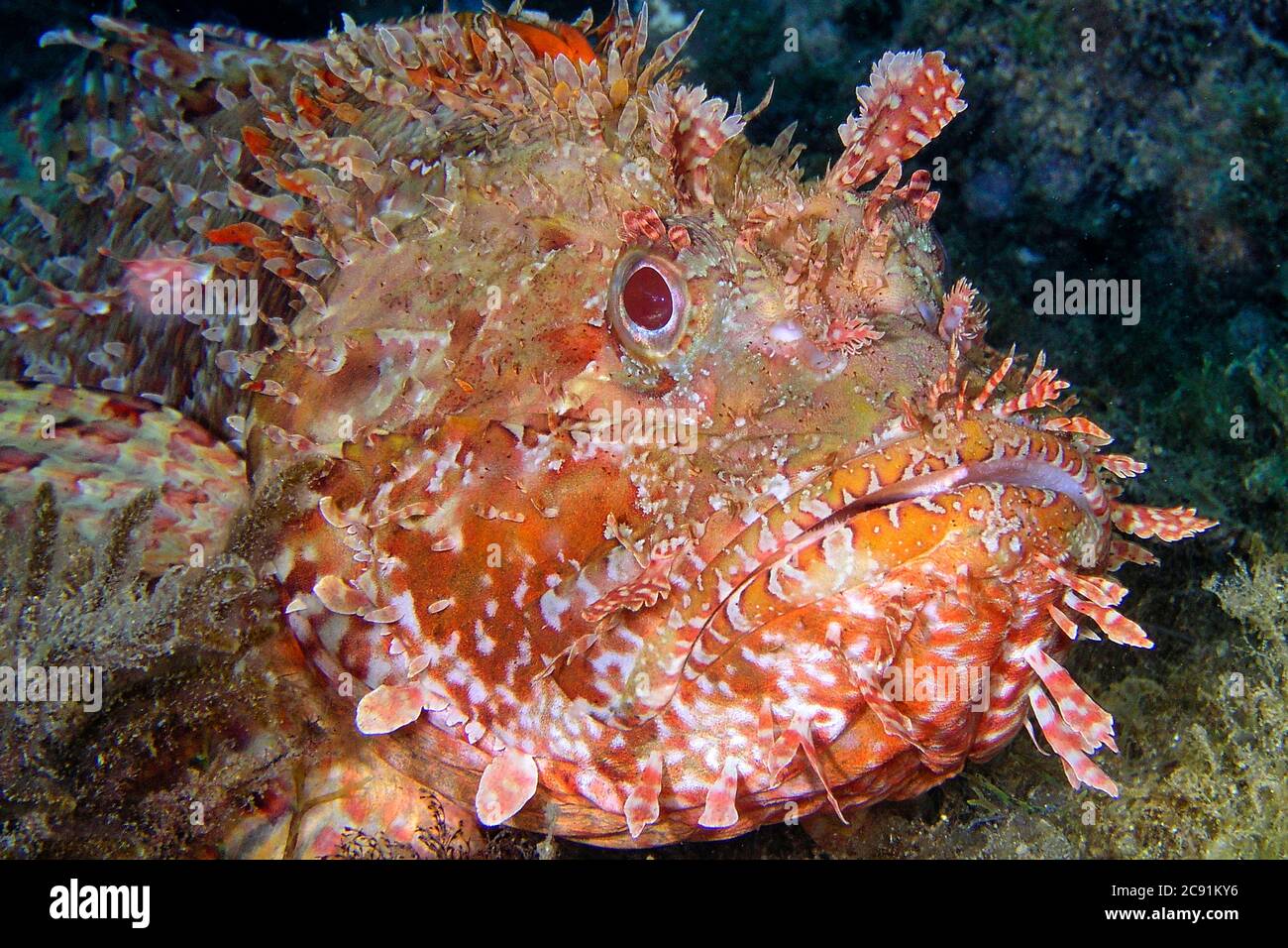 Rascasse hi-res stock photography and images - Alamy