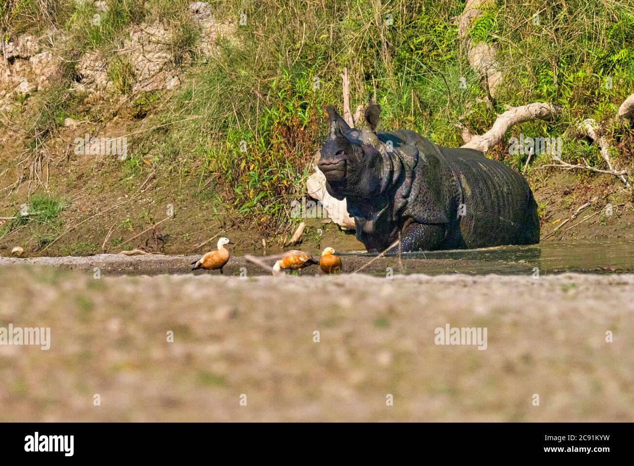 Greater One-horned Rhinoceros, Indian Rhinoceros, Asian Rhino ...