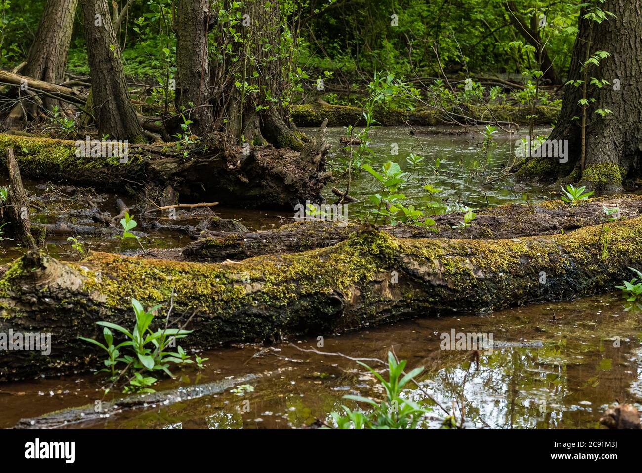 Fallen trees in a swamp, dead trees in the swamp Stock Photo - Alamy