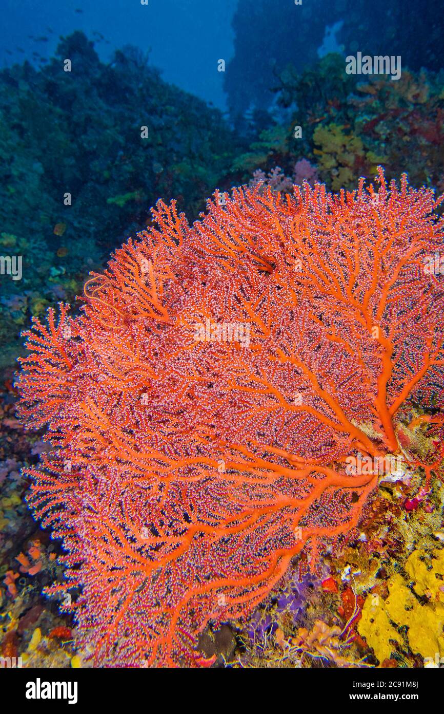 Gorgonian, Sea Fan, Sea Whips, Coral Reef, South Ari Atoll, Maldives ...