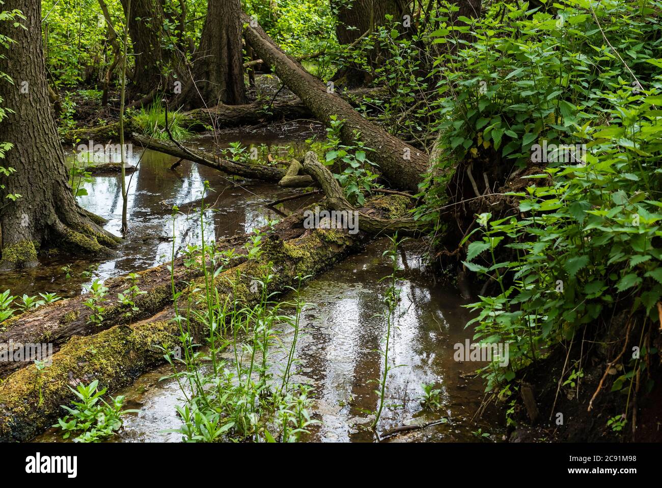 Fallen trees in a swamp, dead trees in the swamp Stock Photo - Alamy