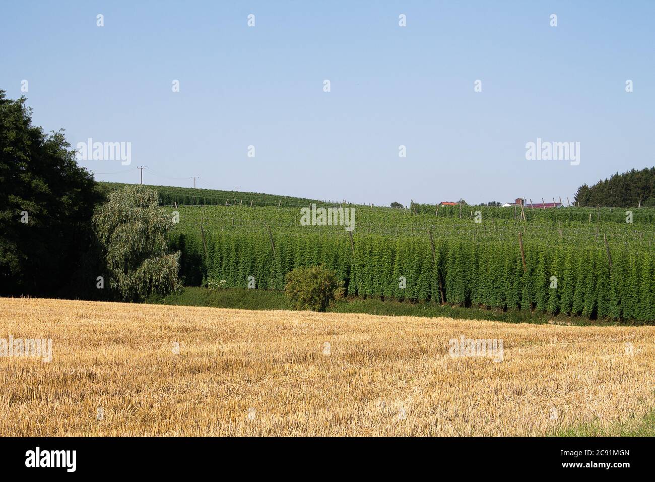 Hop garden landscape. The hop perennials have already grown up. The hop ...