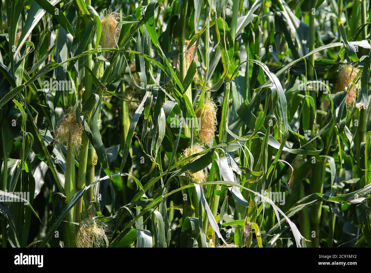 Texture of corn plants with young corn cobs Stock Photo - Alamy