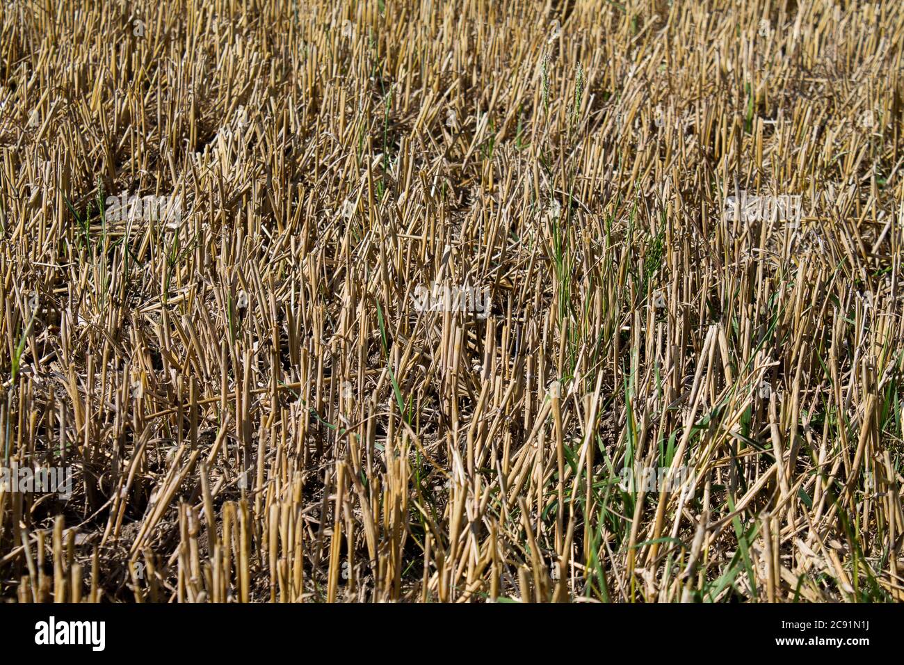 Parched field texture hi-res stock photography and images - Alamy