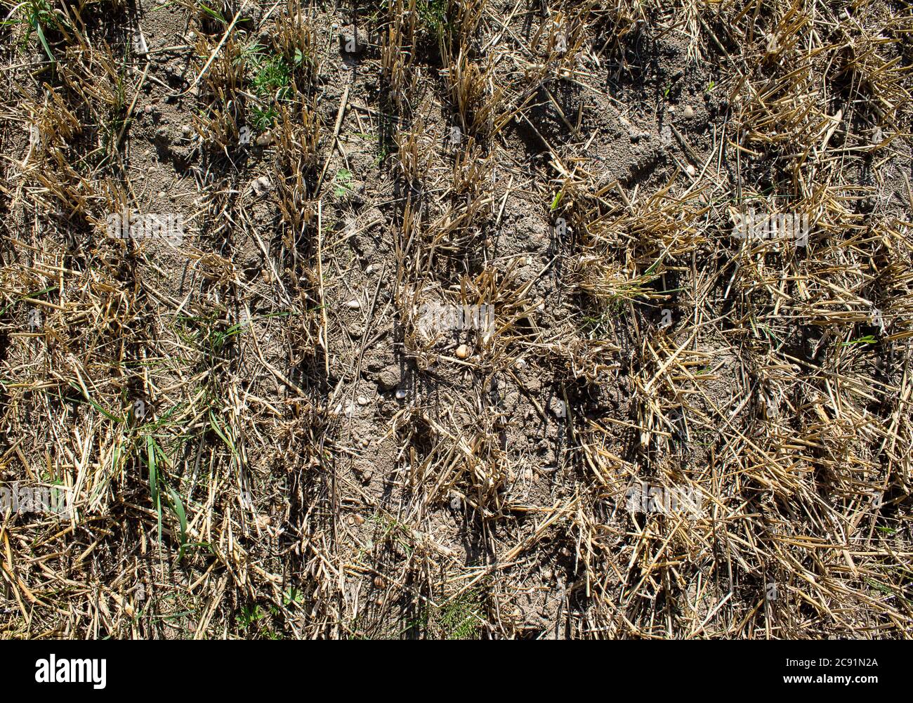 Parched Field Texture High Resolution Stock Photography and Images - Alamy