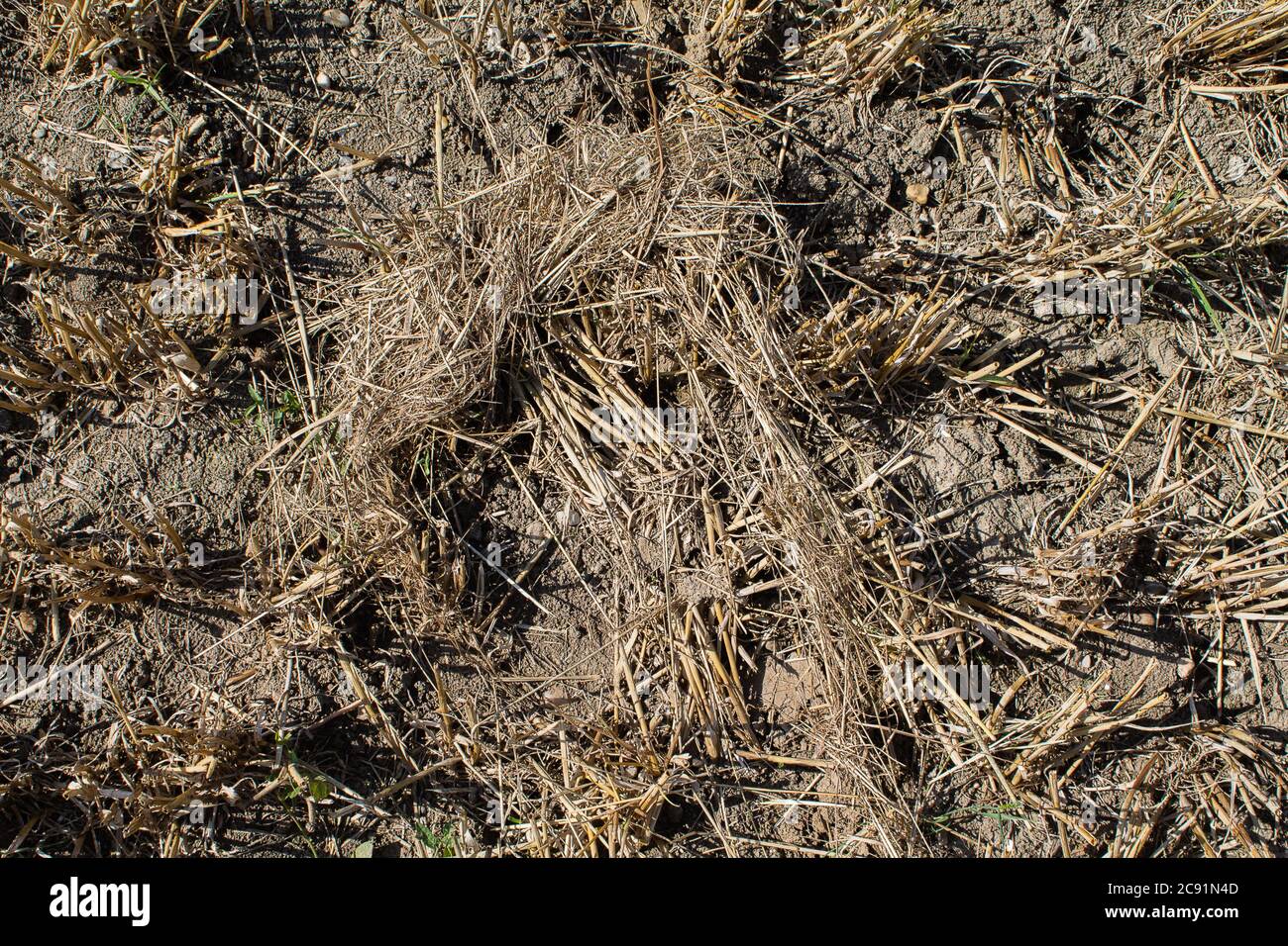 Parched field texture hi-res stock photography and images - Alamy