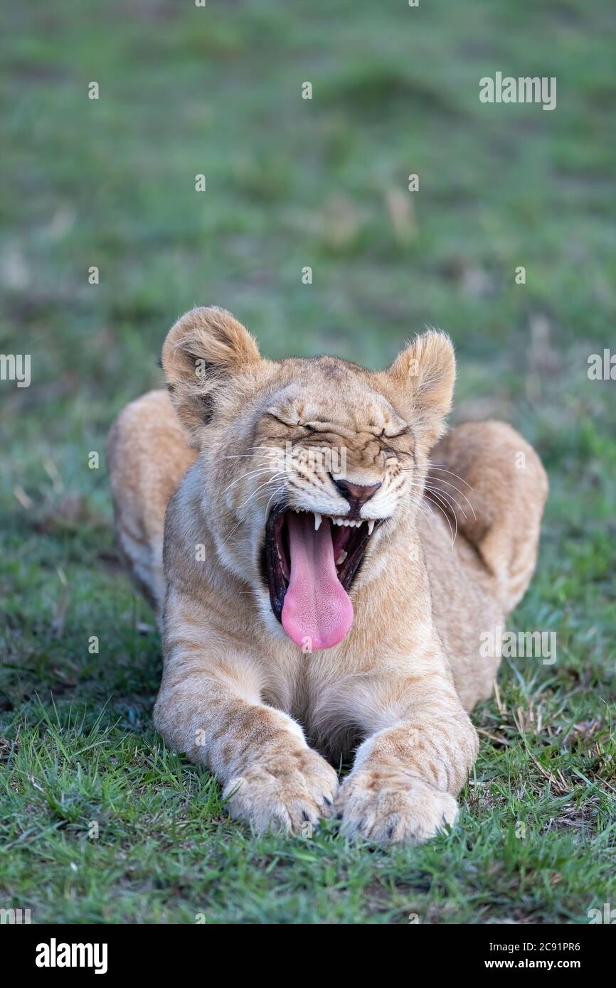Lion cub, panthera leo, yawns and shows his teeth, Masai Mara, Kenya ...