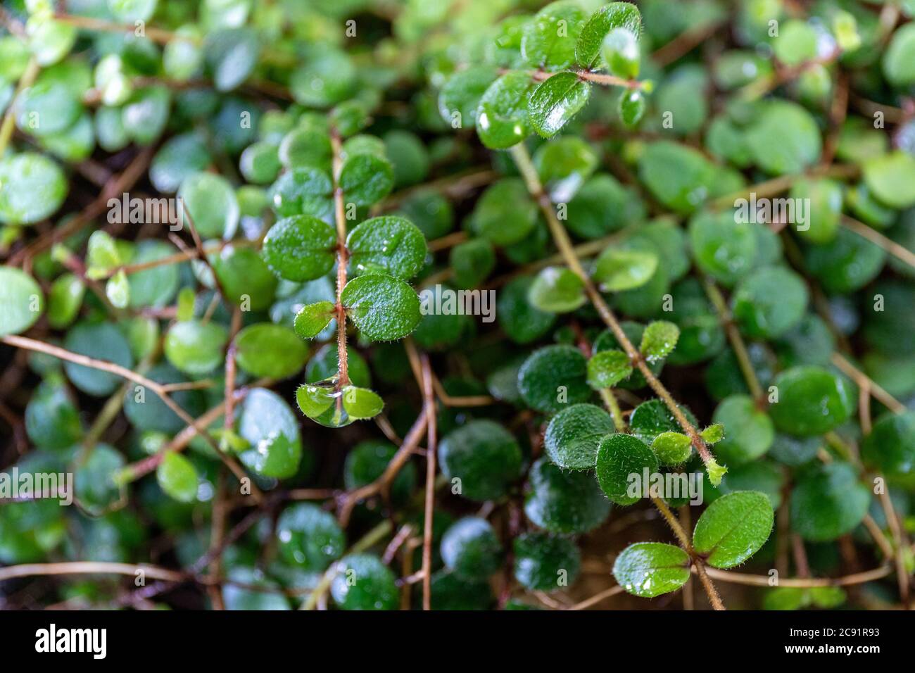 Rata rata hi-res stock photography and images - Alamy