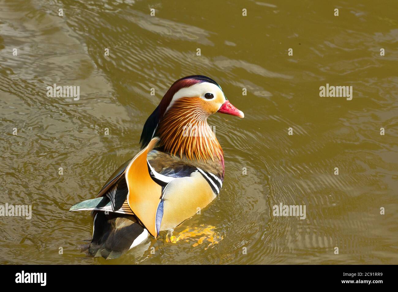 High angle shot of a male Mandarin duck under the sunlight Stock Photo ...