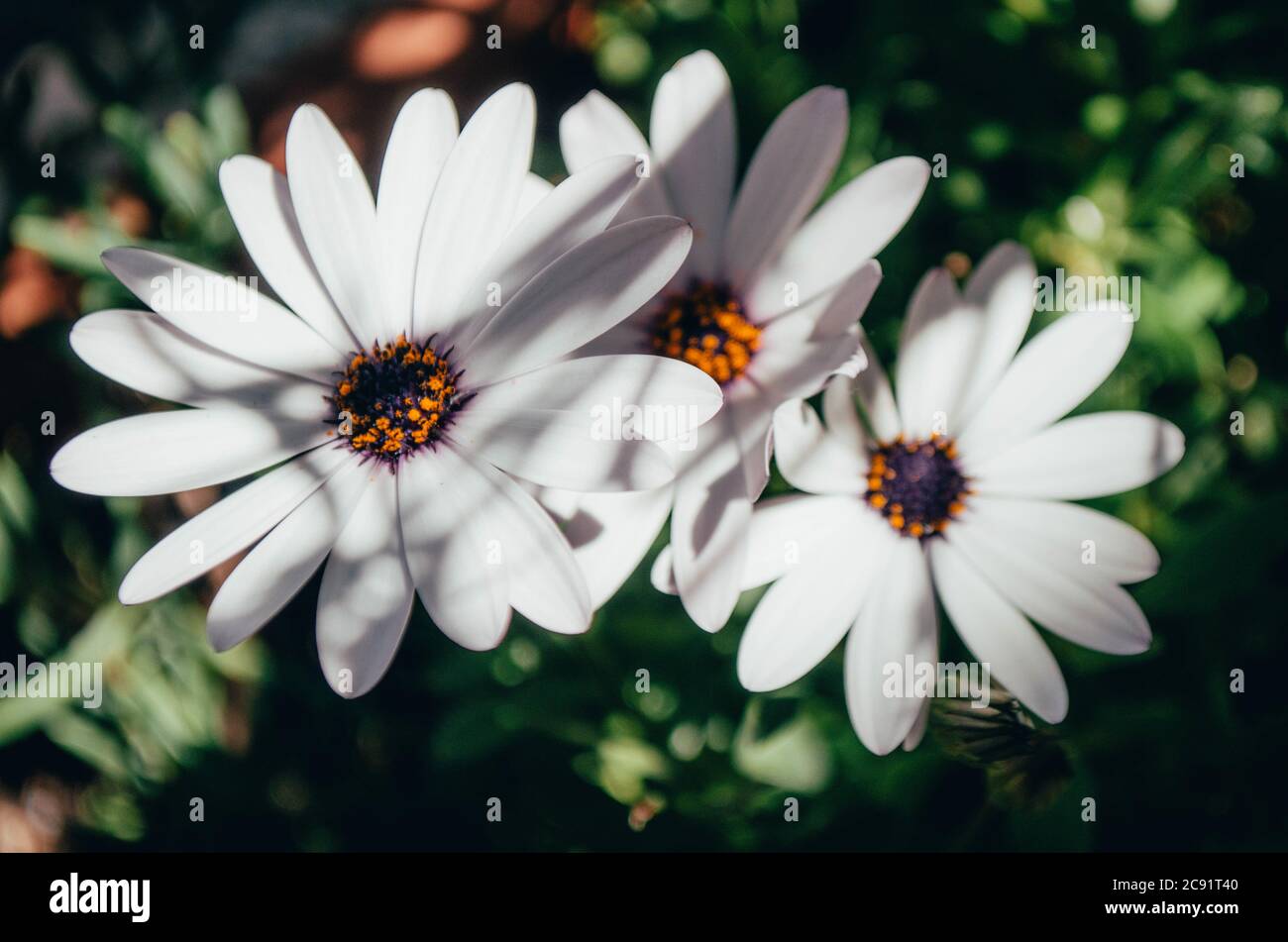 Closeup shot of the beautiful white African Daisy flowers under the ...