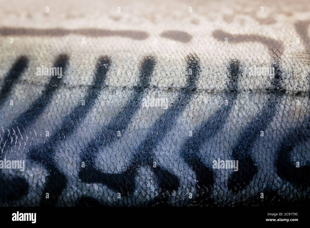Food texture. Close-up fresh mackerel on a dark background Stock Photo ...