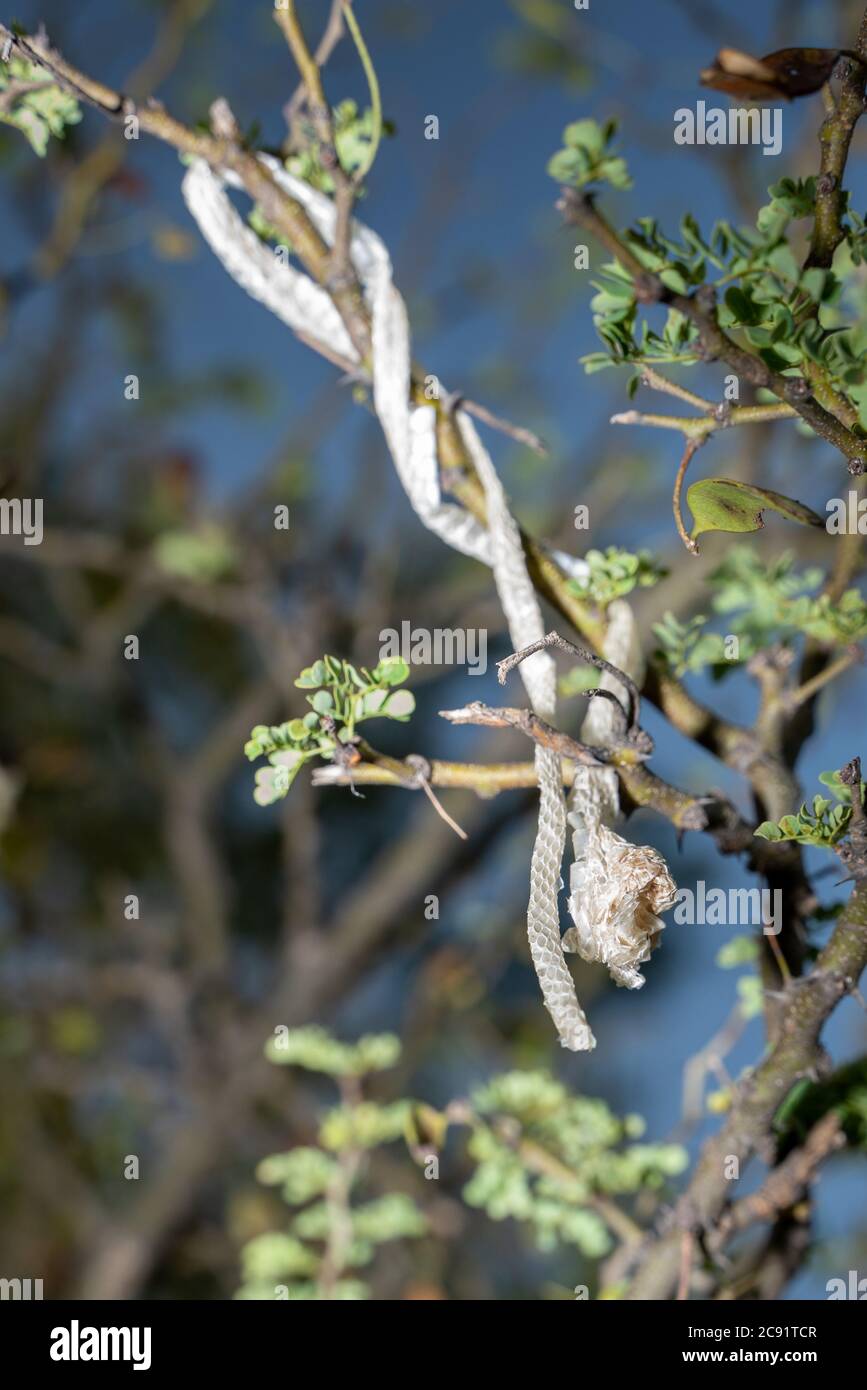 Closeup shot of a snake's skin wrapped on a tree branch Stock Photo - Alamy