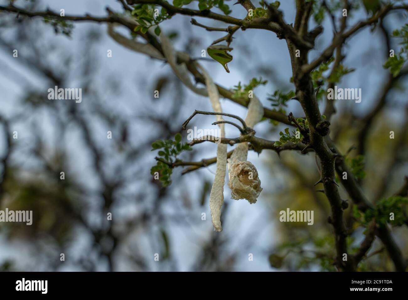 Closeup shot of a snake's skin wrapped on a tree branch Stock Photo - Alamy