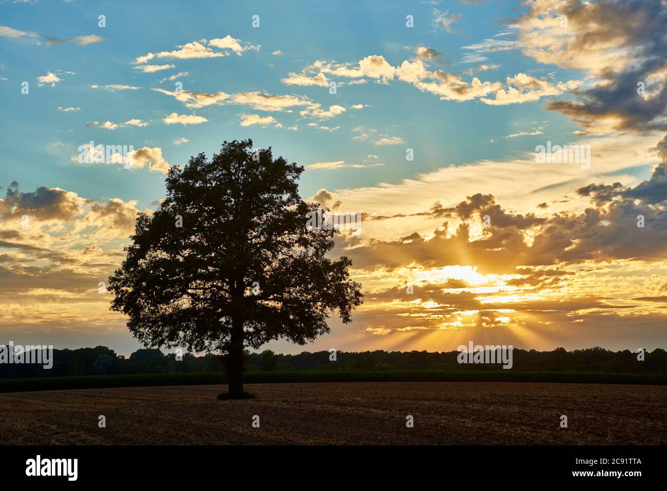 Sommer eiche hi-res stock photography and images - Alamy