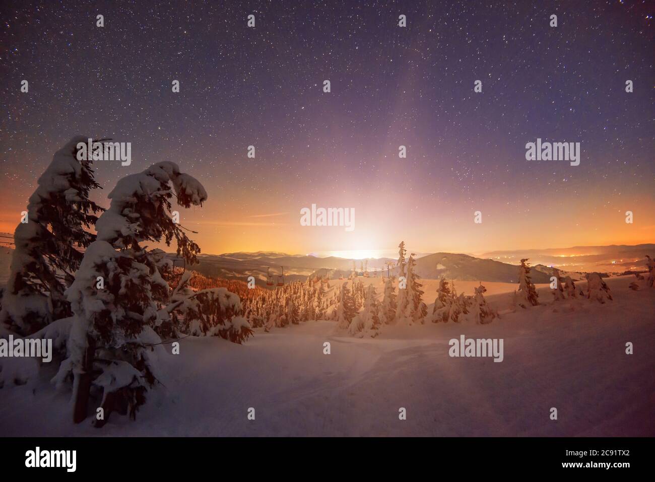 Slender tall spruce trees hi-res stock photography and images - Alamy