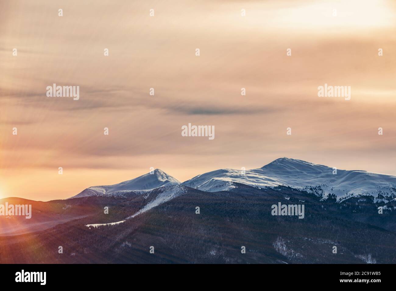 Slender tall spruce trees hi-res stock photography and images - Alamy