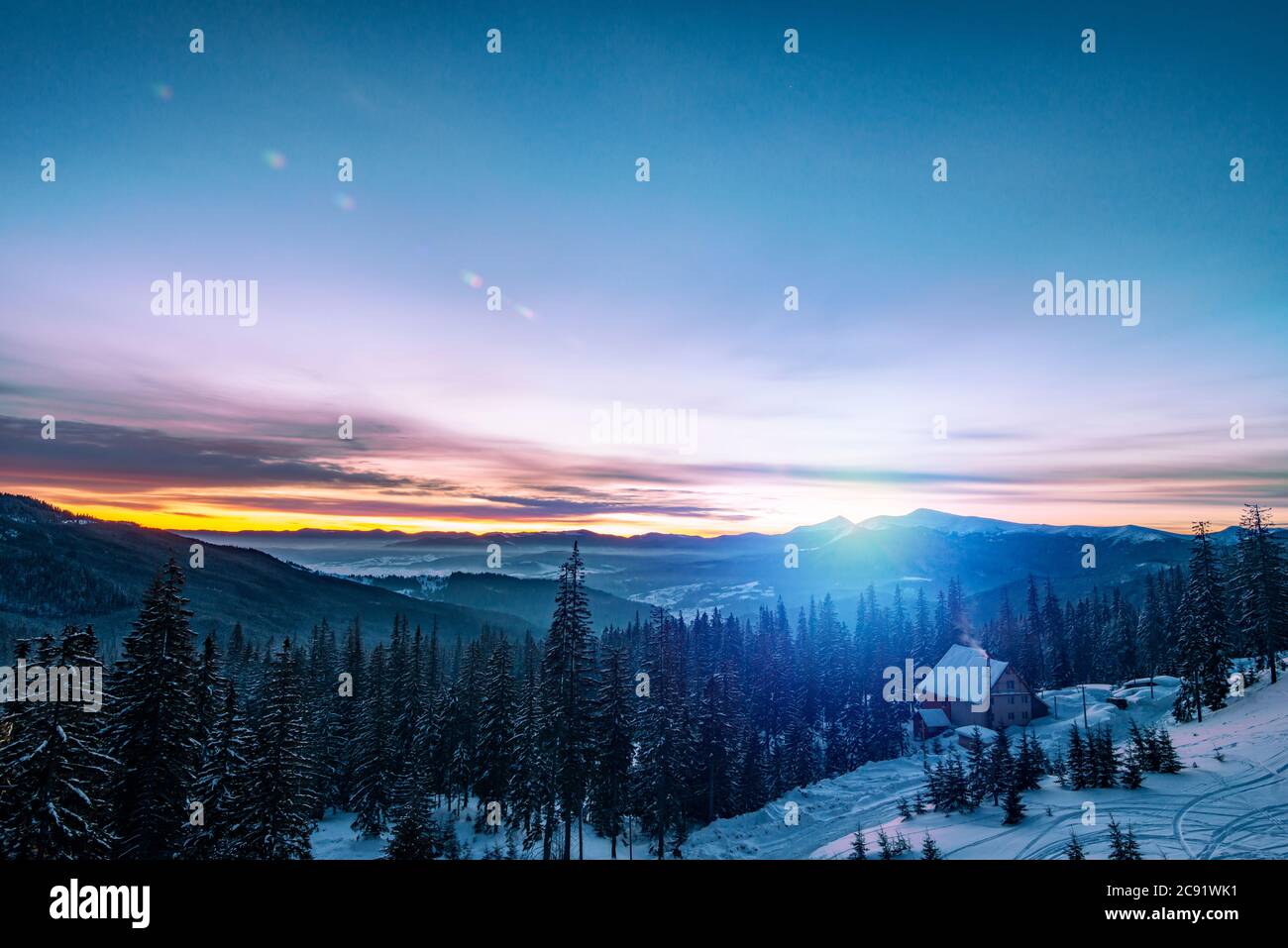 Slender tall spruce trees hi-res stock photography and images - Alamy