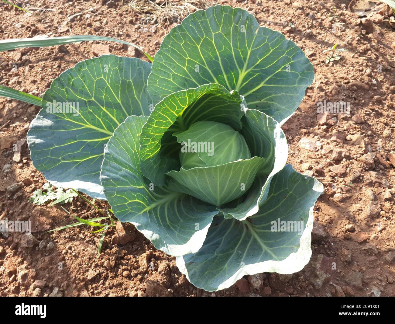Overhead shot of green cabbage in a garden during daylight Stock Photo ...