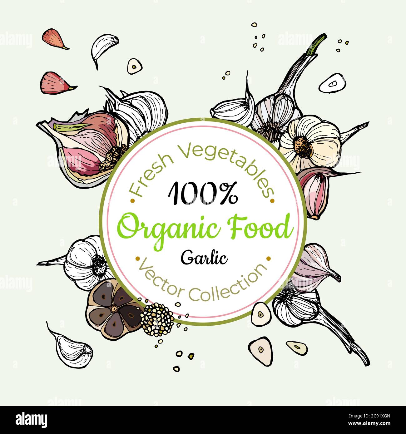 Garlic vegetable groceries vintage vector sticker poster label template ...